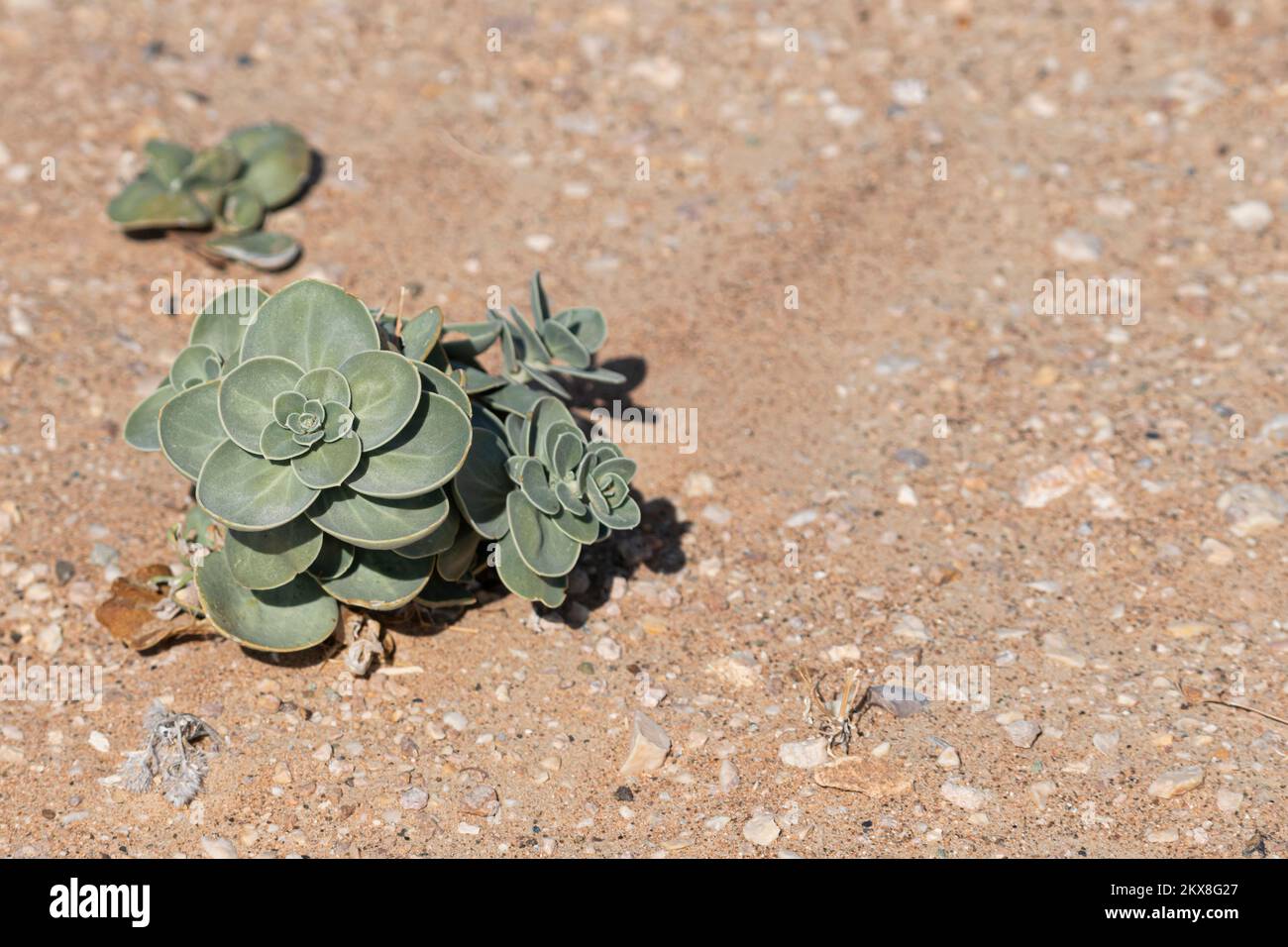 Green plant growing in the arid climate of the desert in the Middl East ...