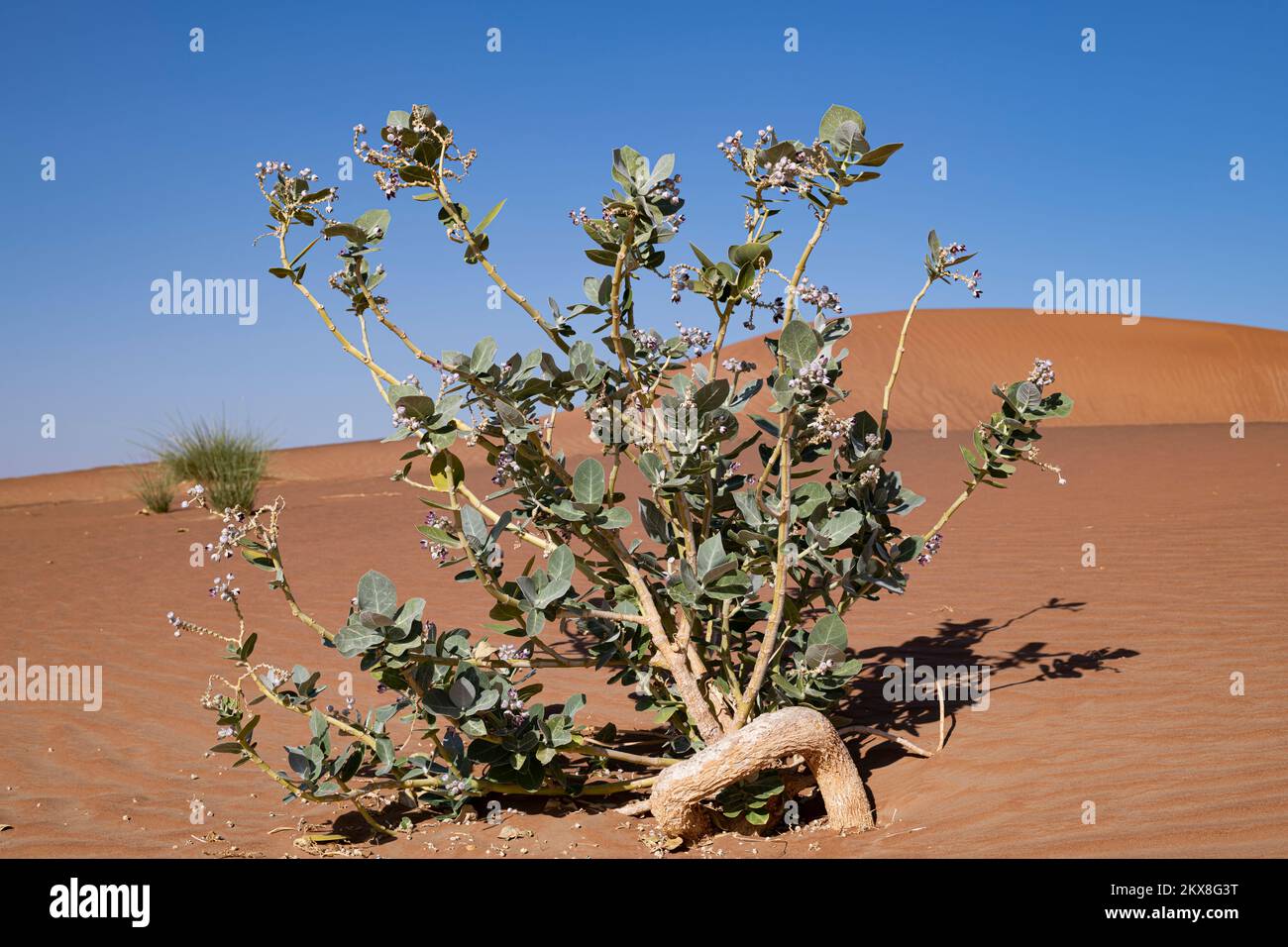 Uae desert flowers hi-res stock photography and images - Alamy