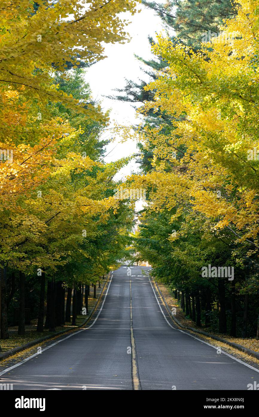 Ginkgo tree road path with beautiful fallen leaves Stock Photo - Alamy