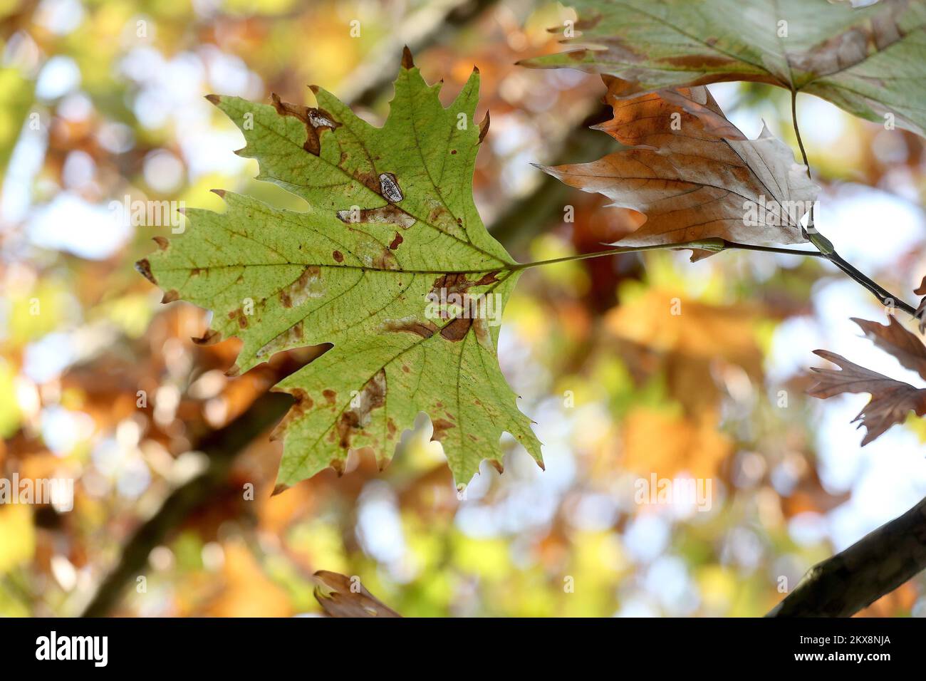09.10.2018., Zagreb - Autumn colors in the Bocarski dom Park Photo ...