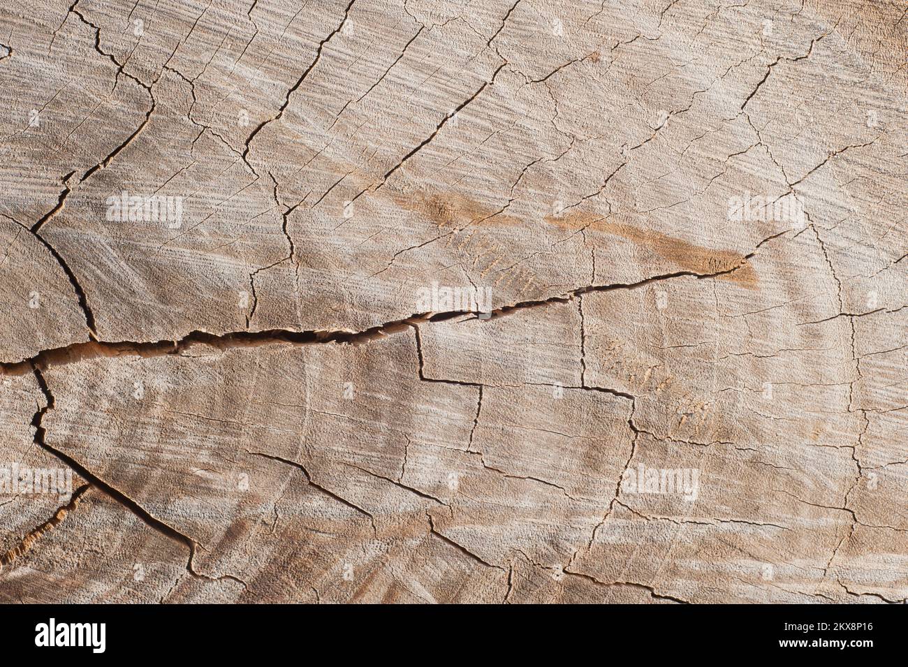 Wood texture seamless, Texture natural wooden, High resolution Stock ...
