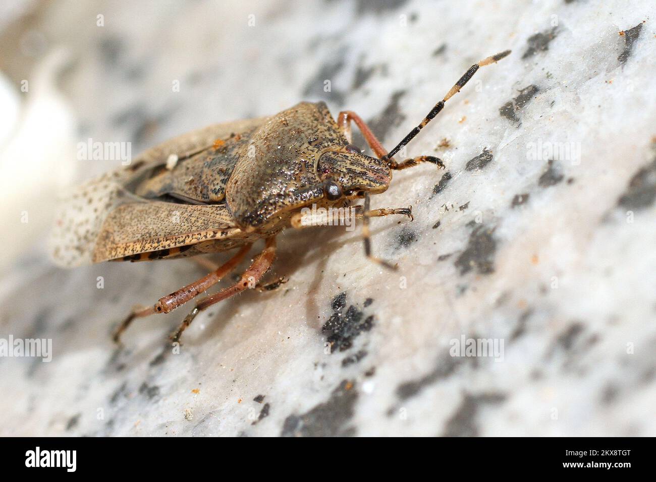 44 species hi-res stock photography and images - Alamy