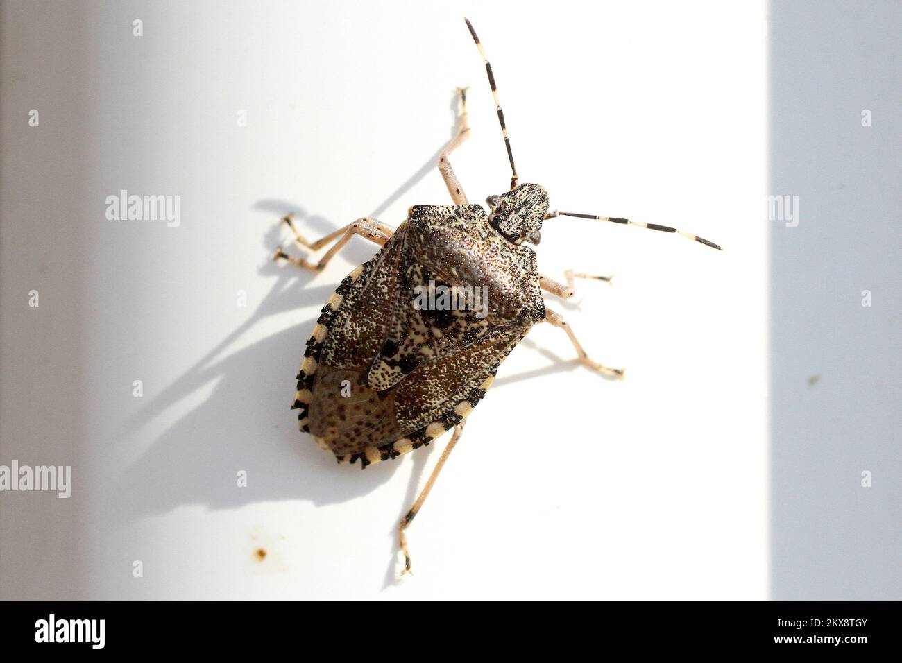 East asian stink bug hi-res stock photography and images - Alamy