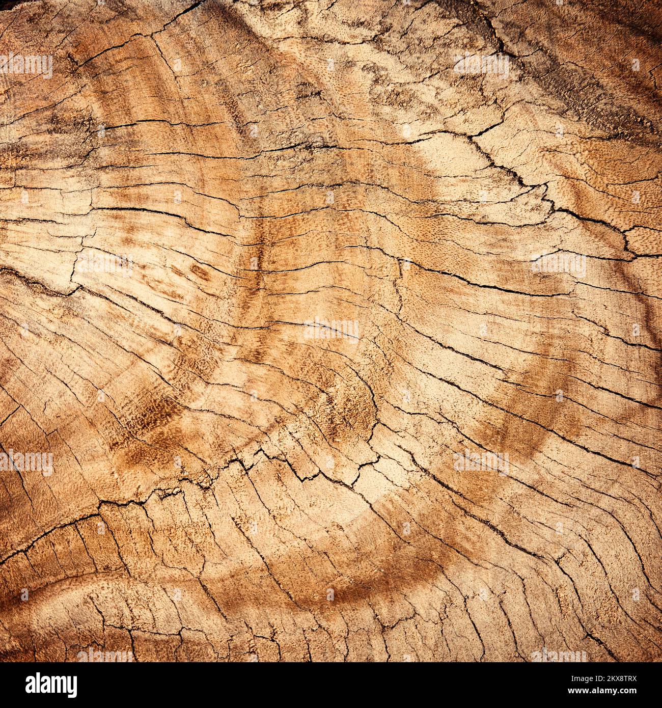 Wood texture seamless, Texture natural wooden, High resolution Stock ...