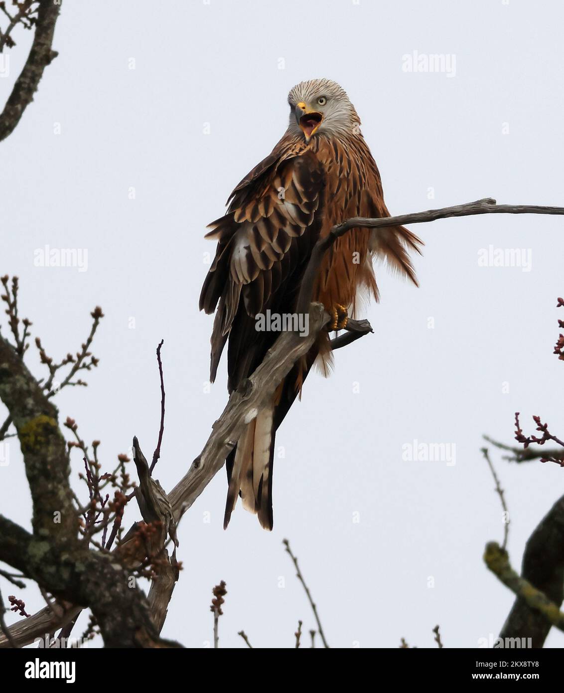 Red Kite watching out for something to eat sat in a tree Stock Photo ...