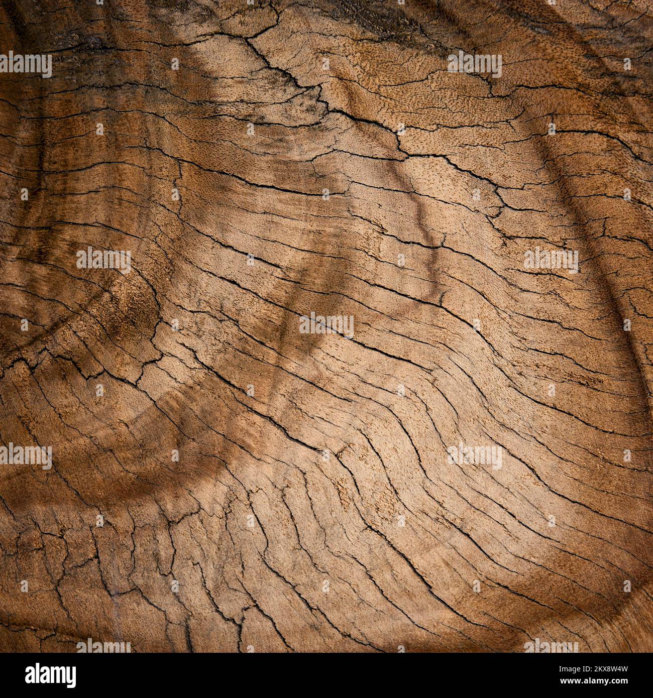 Wood texture seamless, Texture natural wooden, High resolution Stock ...