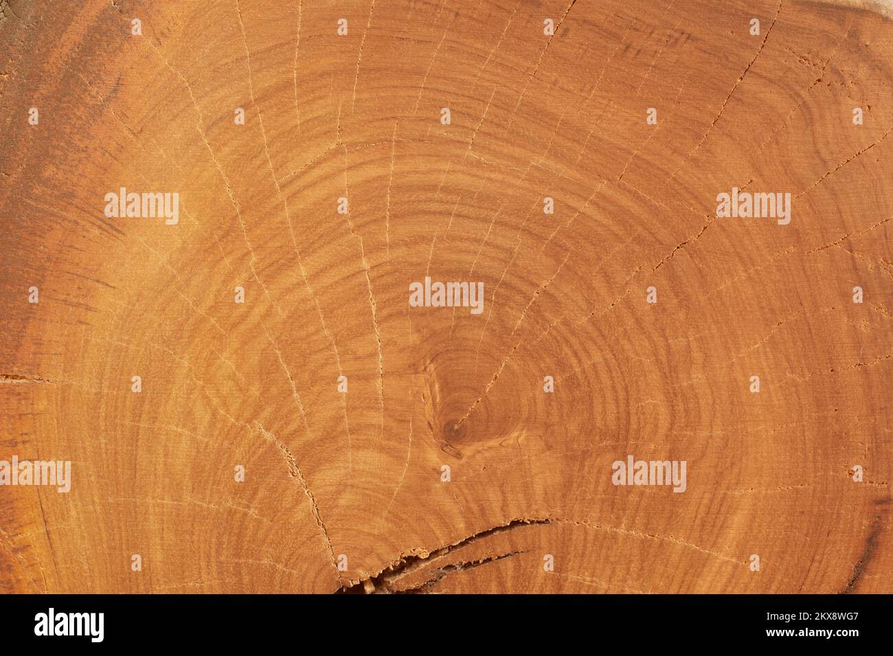 Wood texture seamless, Texture natural wooden, High resolution Stock ...