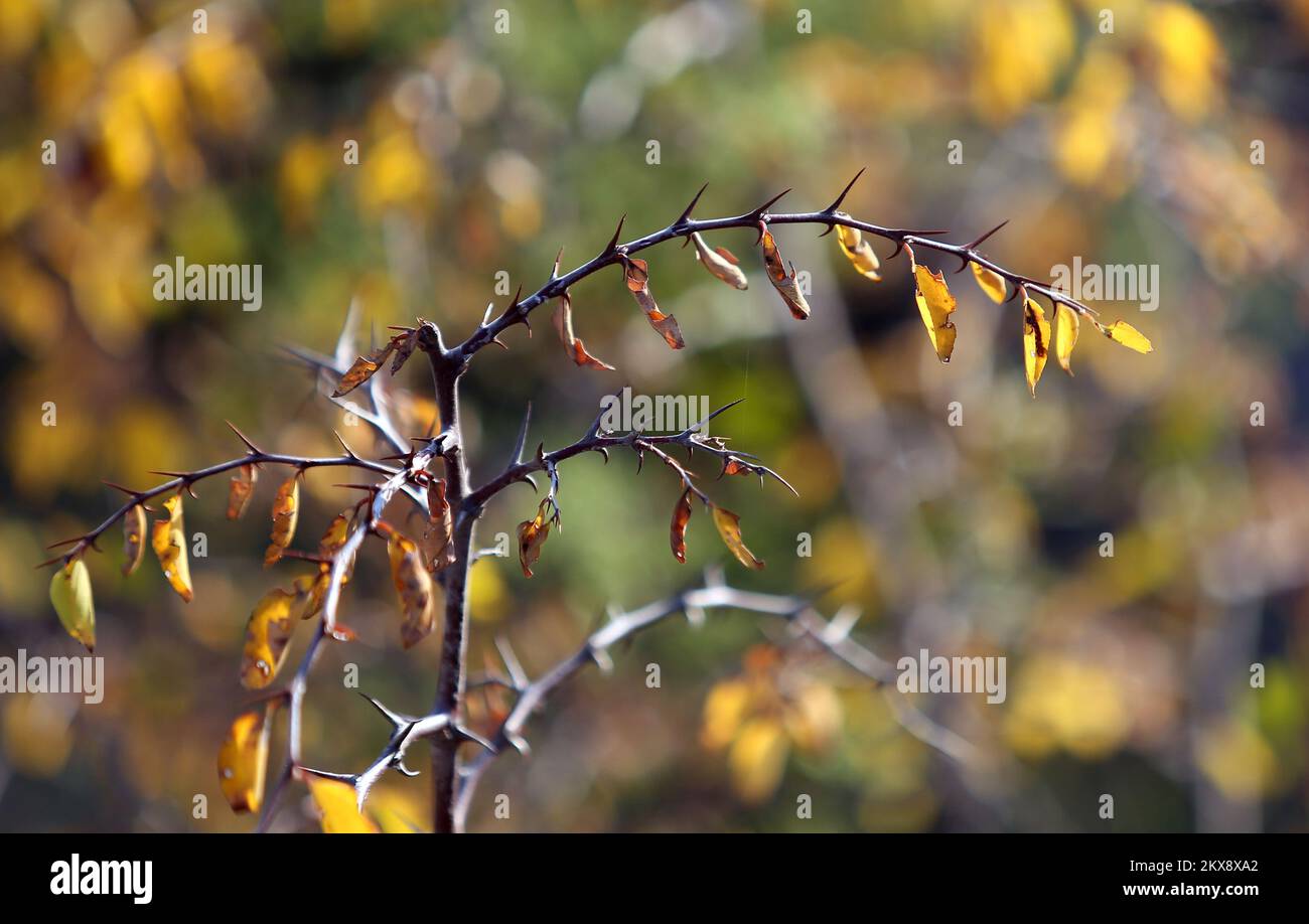 17.10.2018., Sibenik, Croatia - Paliurus spina-christi, commonly known ...