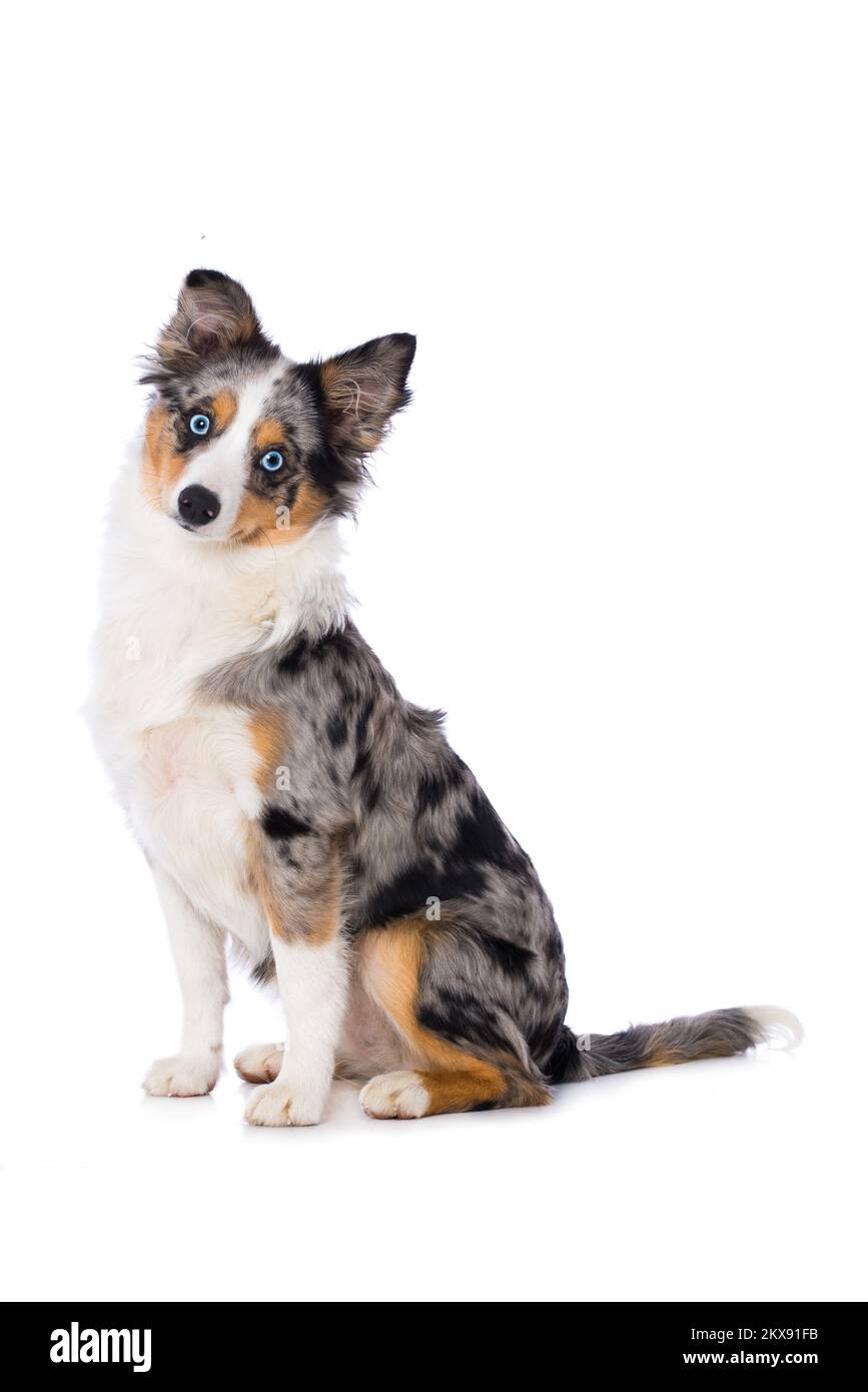 Miniature australian shepherd isolated on white background Stock Photo ...