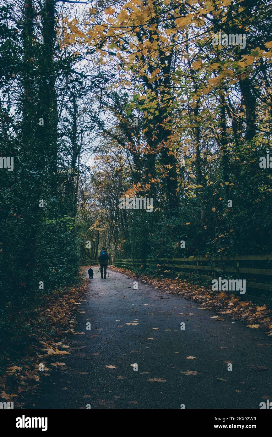 Person walking a dog down a quiet lane with trees in autumn colours and ...