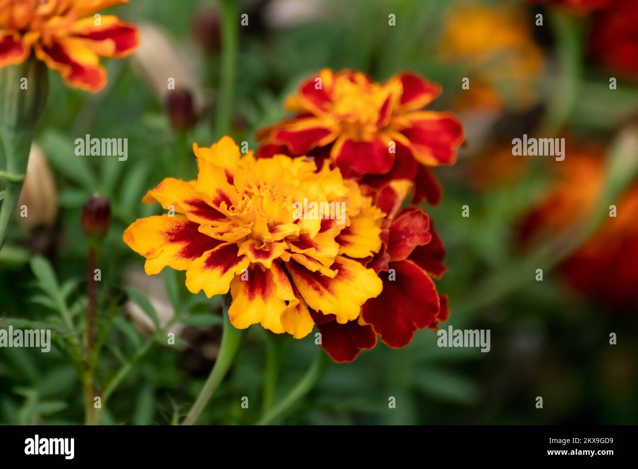 Marigold bloom hi-res stock photography and images - Alamy