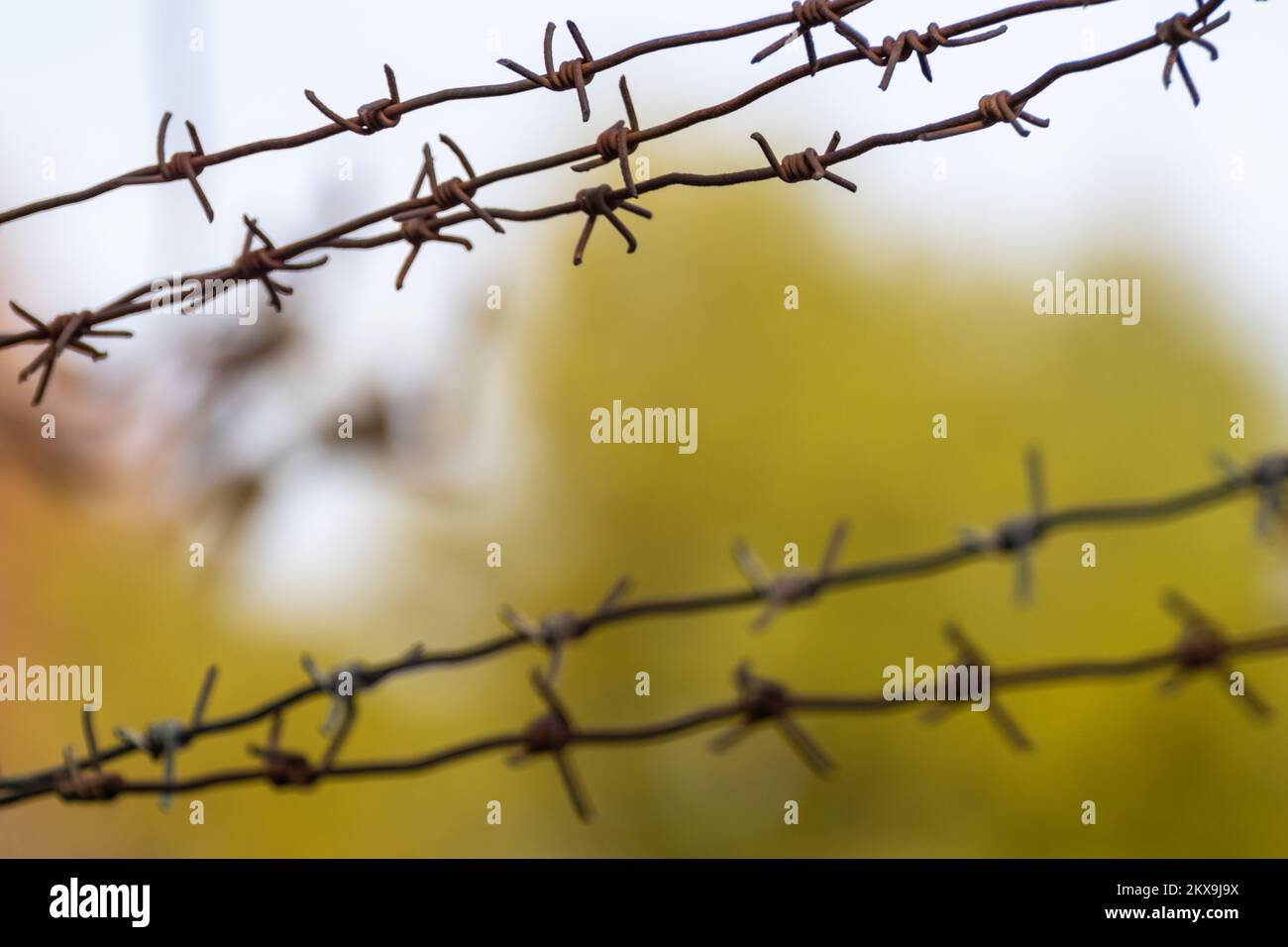 Barbed metal wire close-up with blurry greenery background. Border ...
