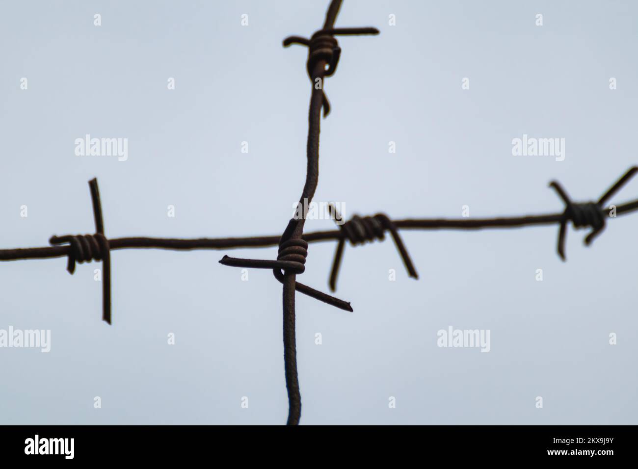 Barbed metal wire cross close-up on gray background. Border protection ...