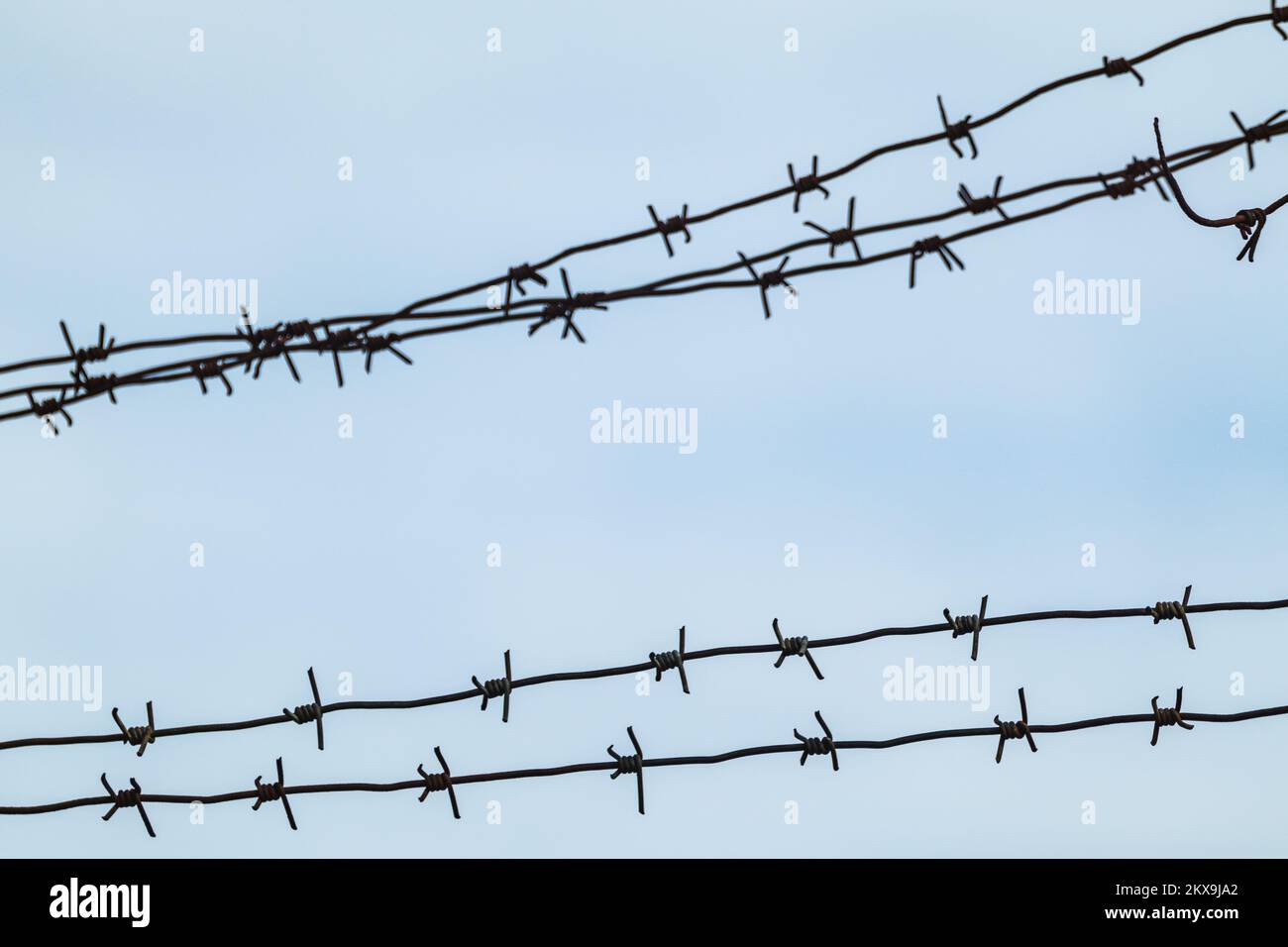 Barbed metal wire on gray background. Border protection fence ...