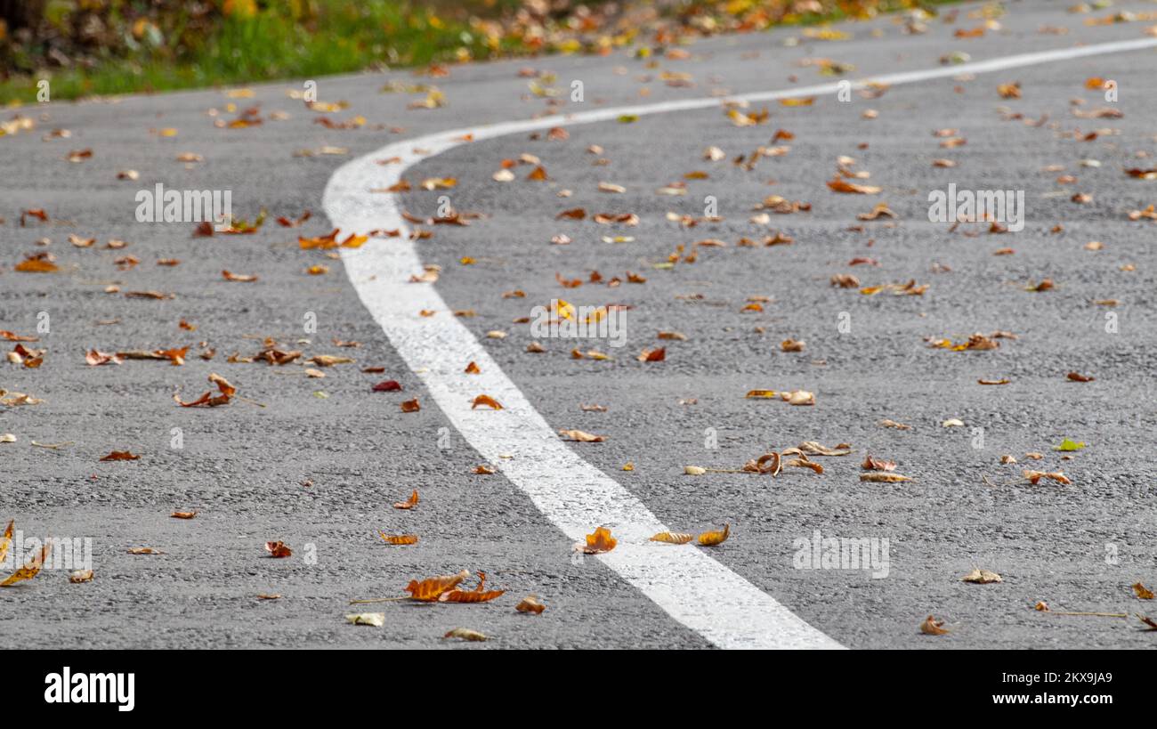 Autumn dry leaves on asphalt road turn with white divider line ...