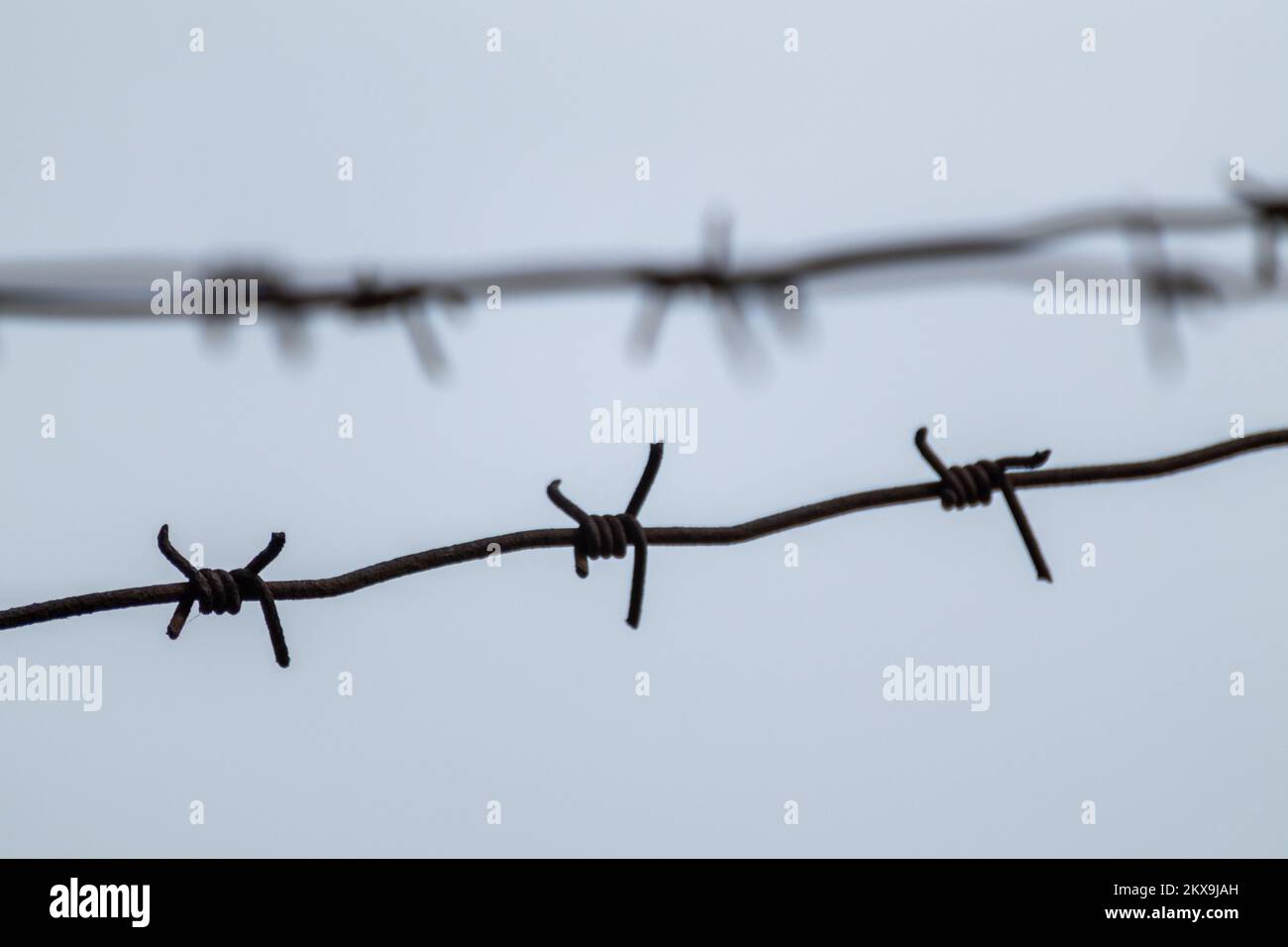 Barbed metal wire on gray with blurry background. Border protection ...