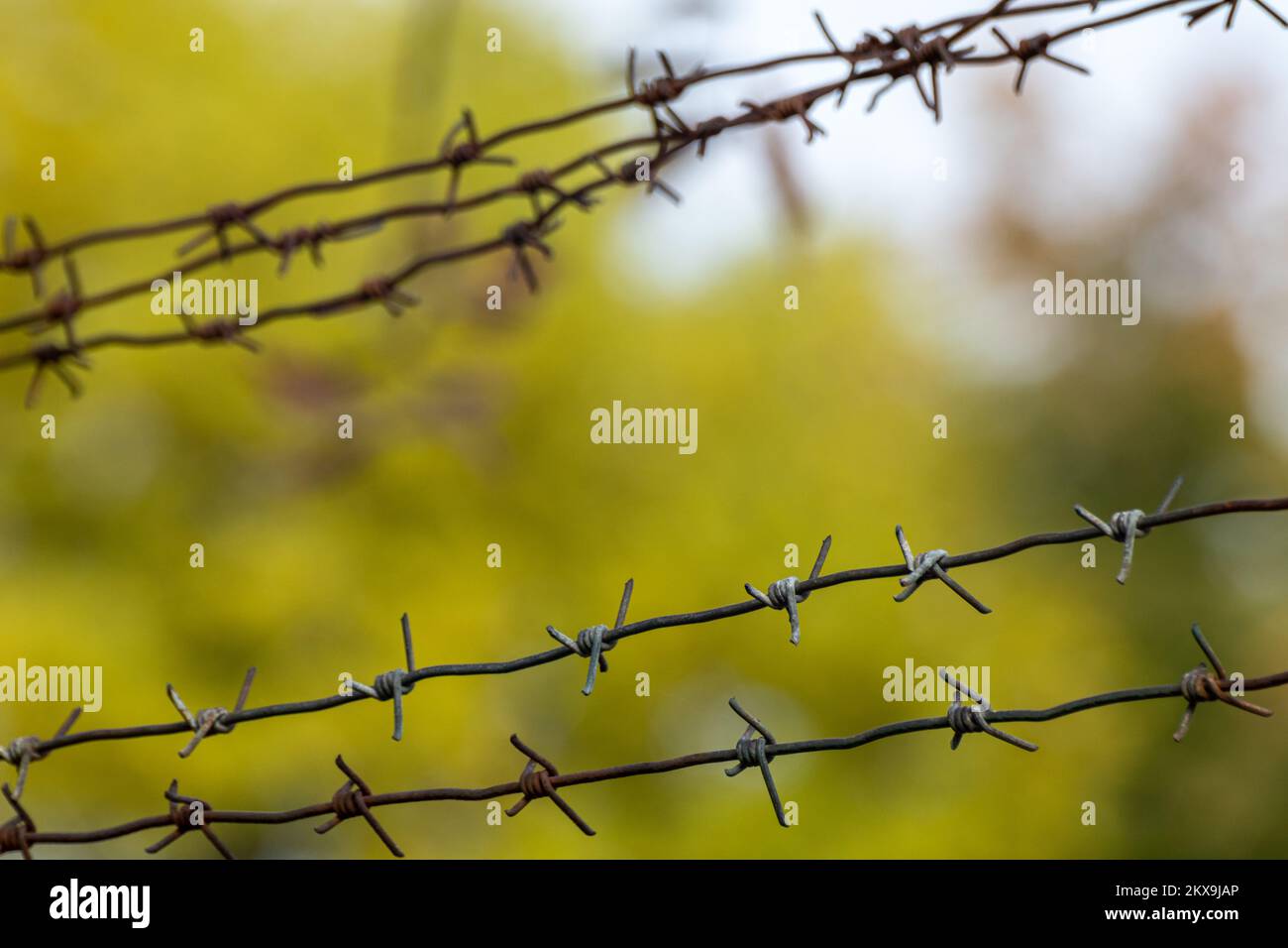 Barbed wire lines close-up with blurry greenery background. Border ...