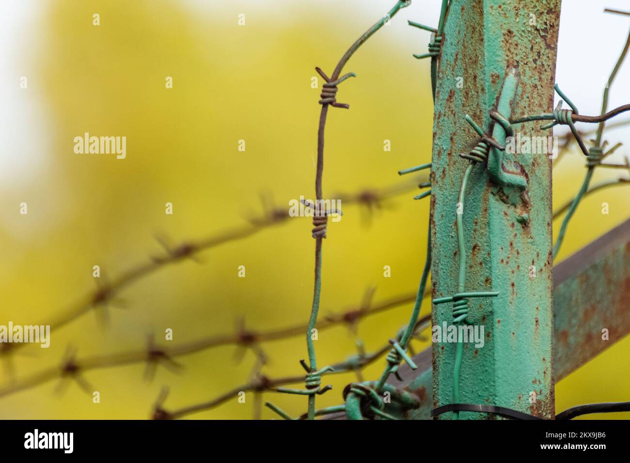 Green metal rusty fence with barbed wire, close-up with blurry greenery ...