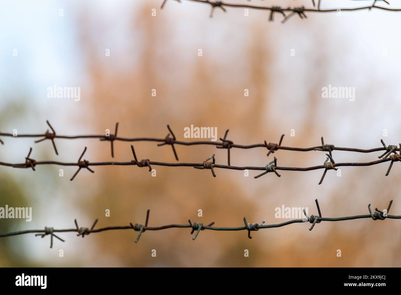 Barbed metal wire close-up with blurry autumn background. Border ...