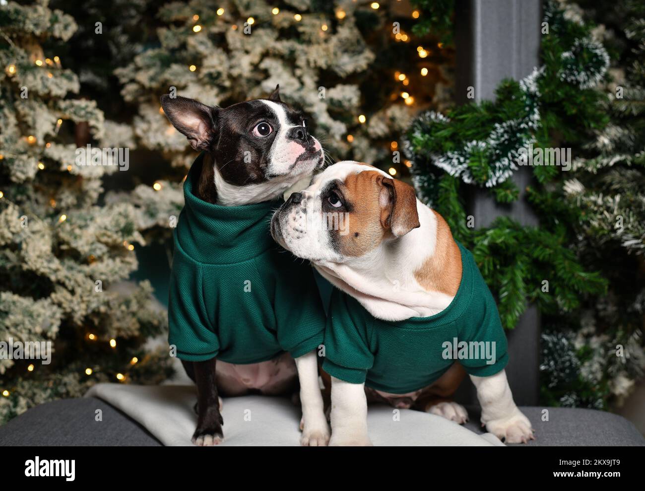 29.11.2018., Zagreb, Croatia - Dogs in a holiday surrounding. Photo ...