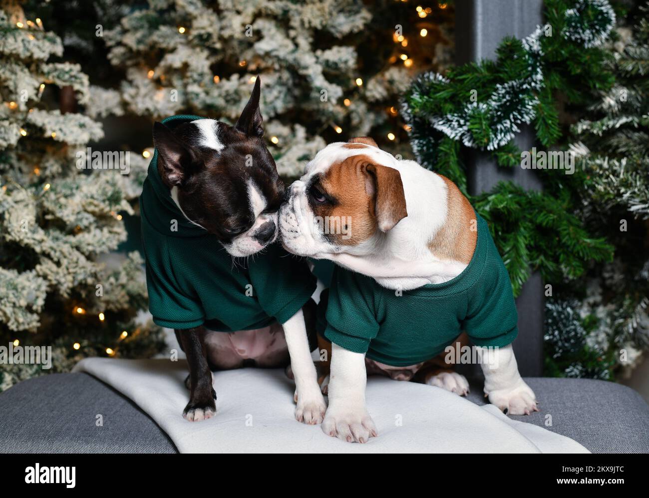 29.11.2018., Zagreb, Croatia - Dogs in a holiday surrounding. Photo ...
