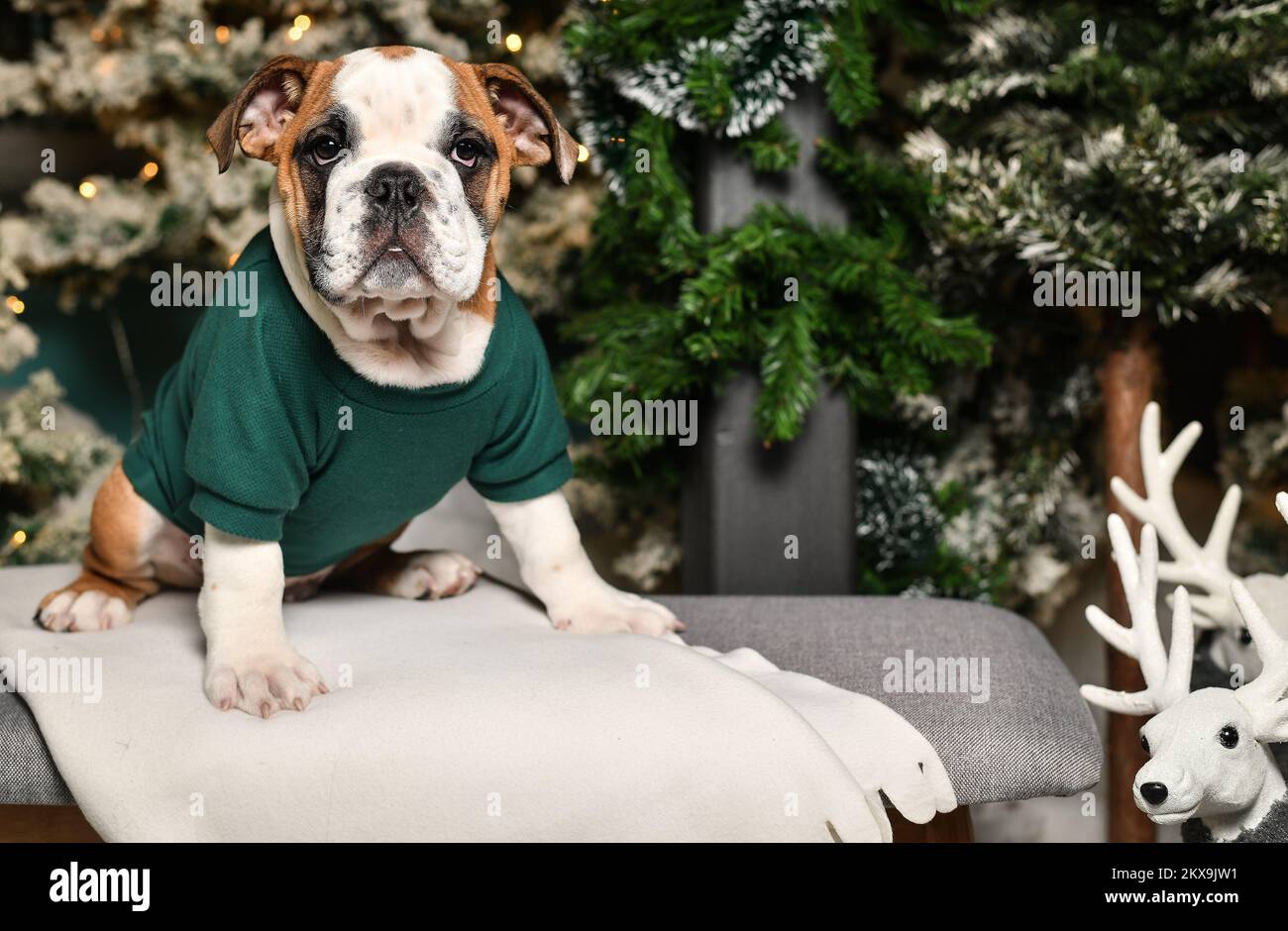 29.11.2018., Zagreb, Croatia - Dogs in a holiday surrounding. Photo ...