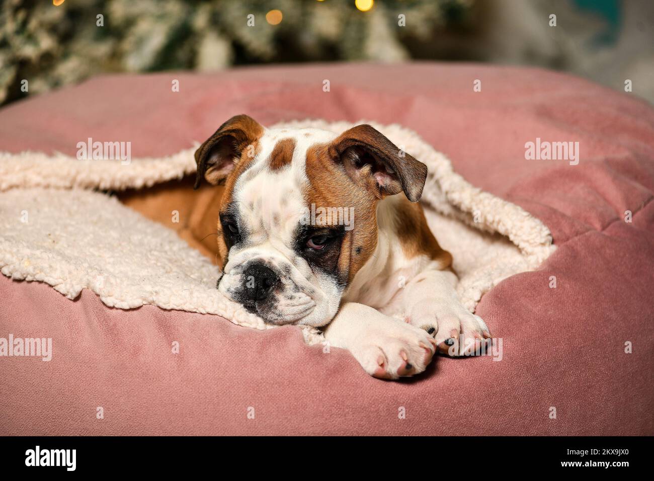 29.11.2018., Zagreb, Croatia - Dogs in a holiday surrounding. Photo ...