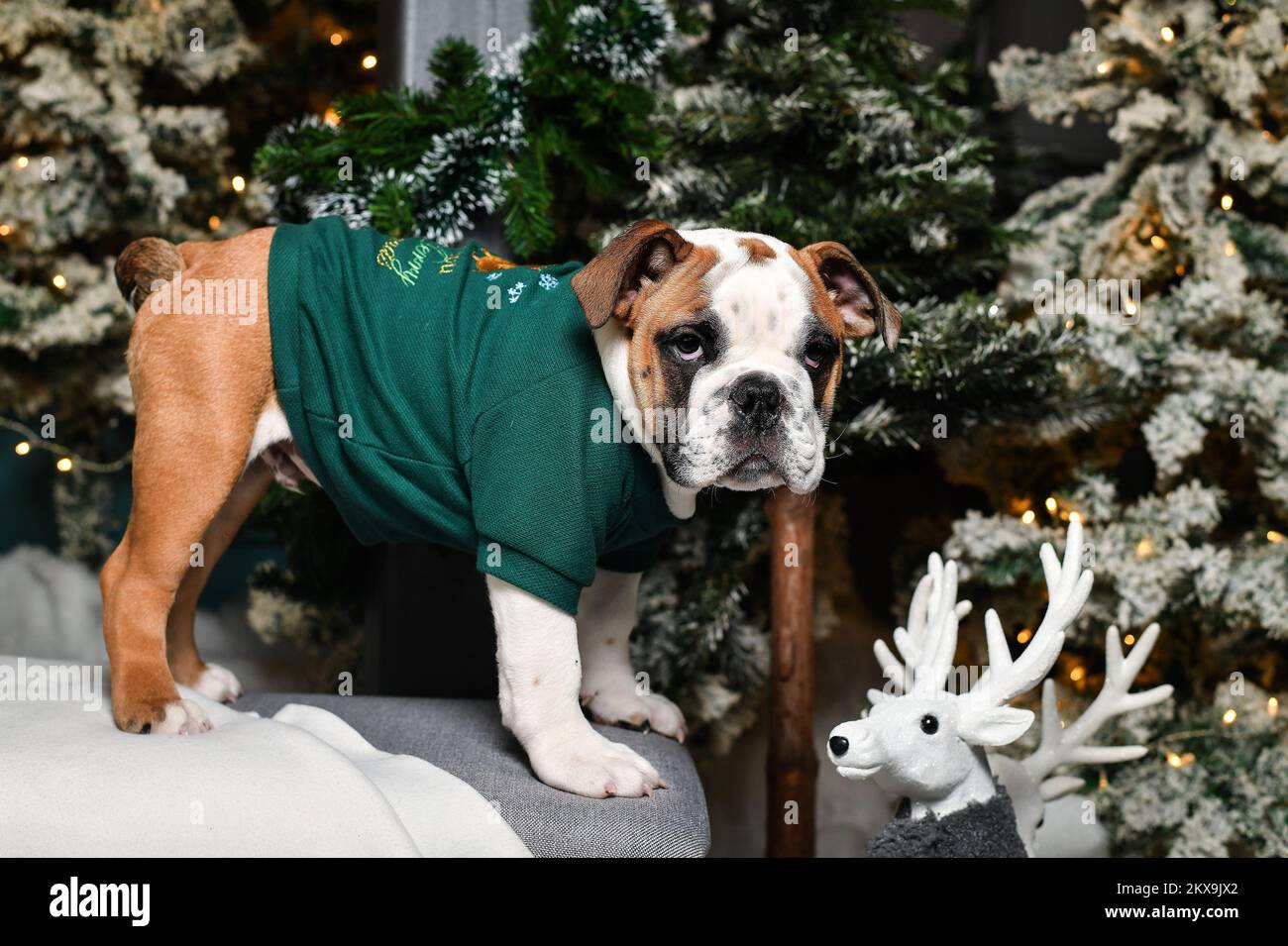 29.11.2018., Zagreb, Croatia - Dogs in a holiday surrounding. Photo ...