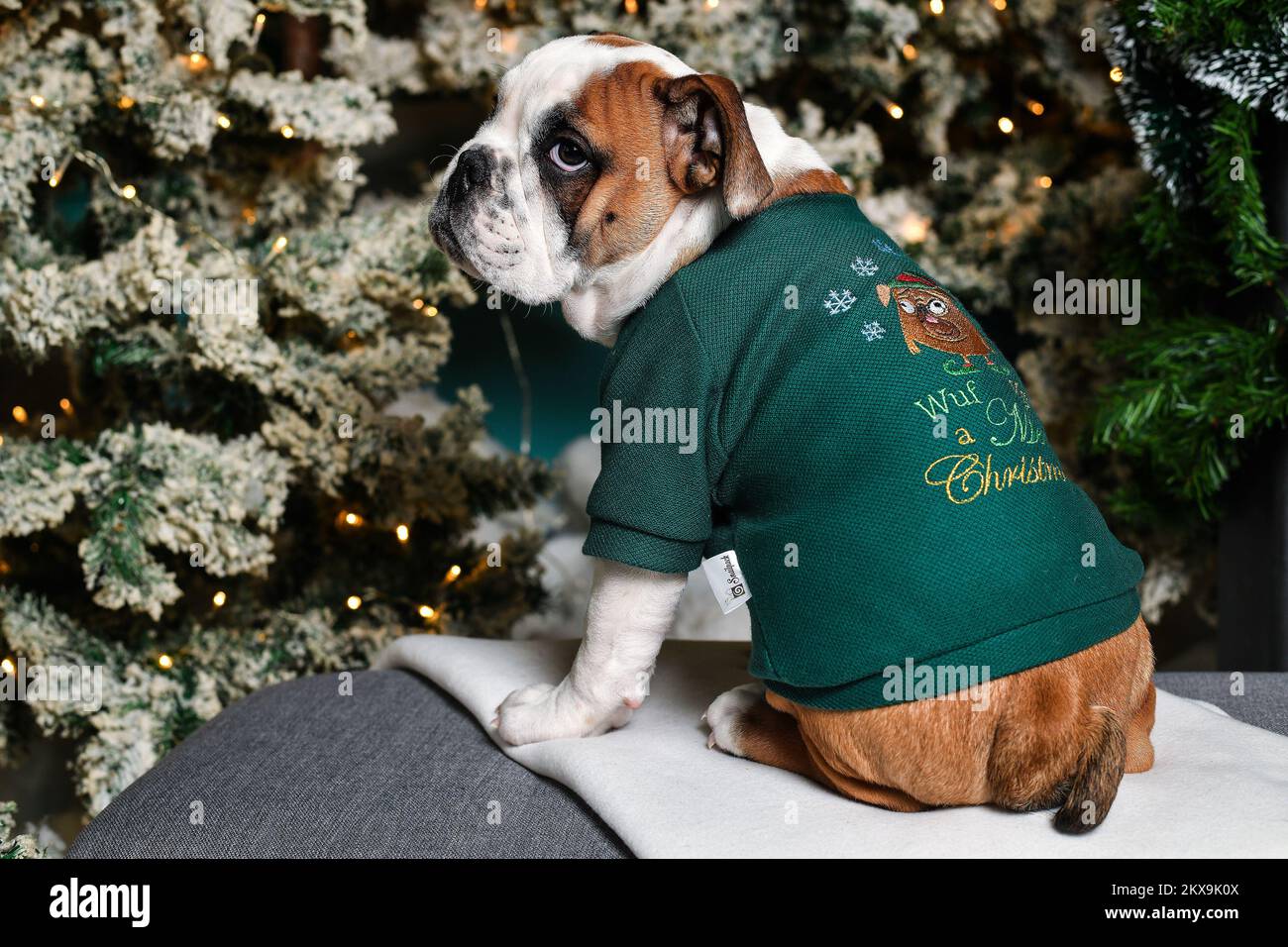 29.11.2018., Zagreb, Croatia - Dogs in a holiday surrounding. Photo ...