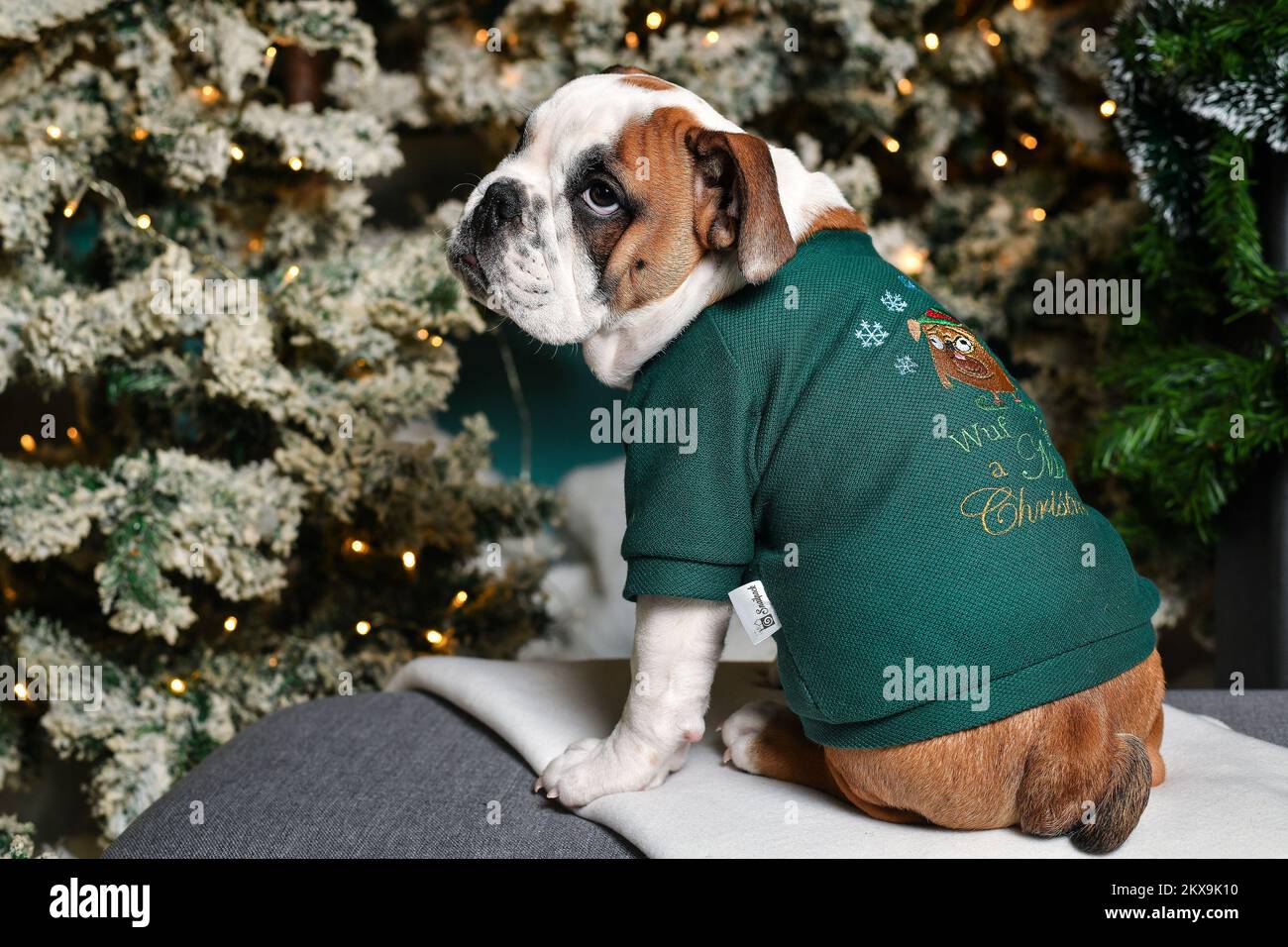 29.11.2018., Zagreb, Croatia - Dogs in a holiday surrounding. Photo ...