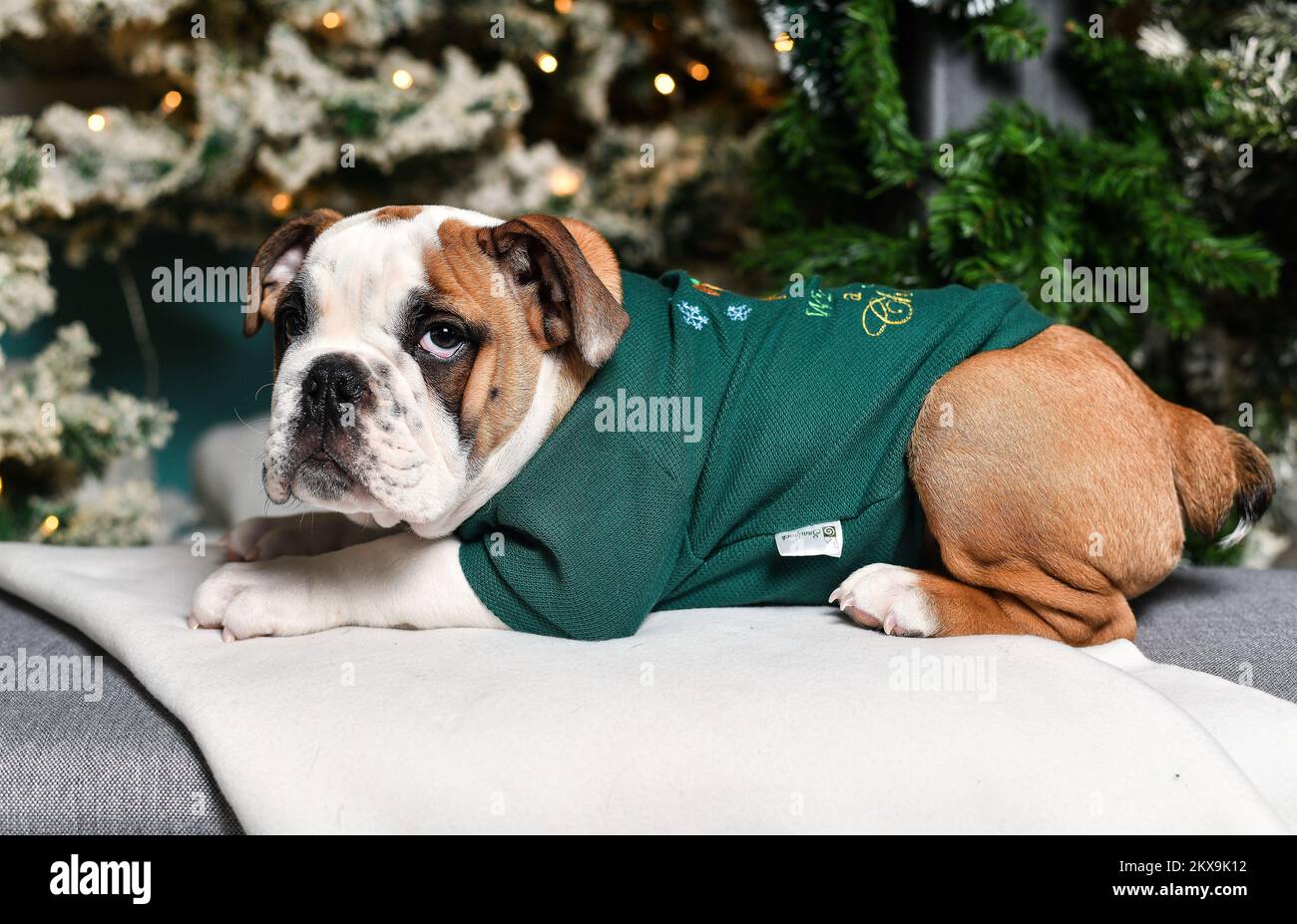 29.11.2018., Zagreb, Croatia - Dogs in a holiday surrounding. Photo ...