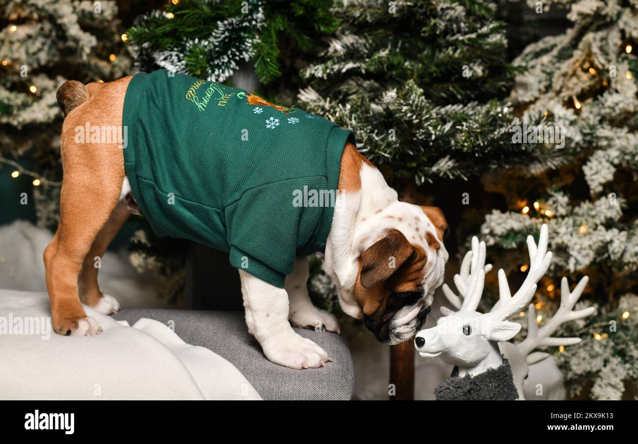 29.11.2018., Zagreb, Croatia - Dogs in a holiday surrounding. Photo ...