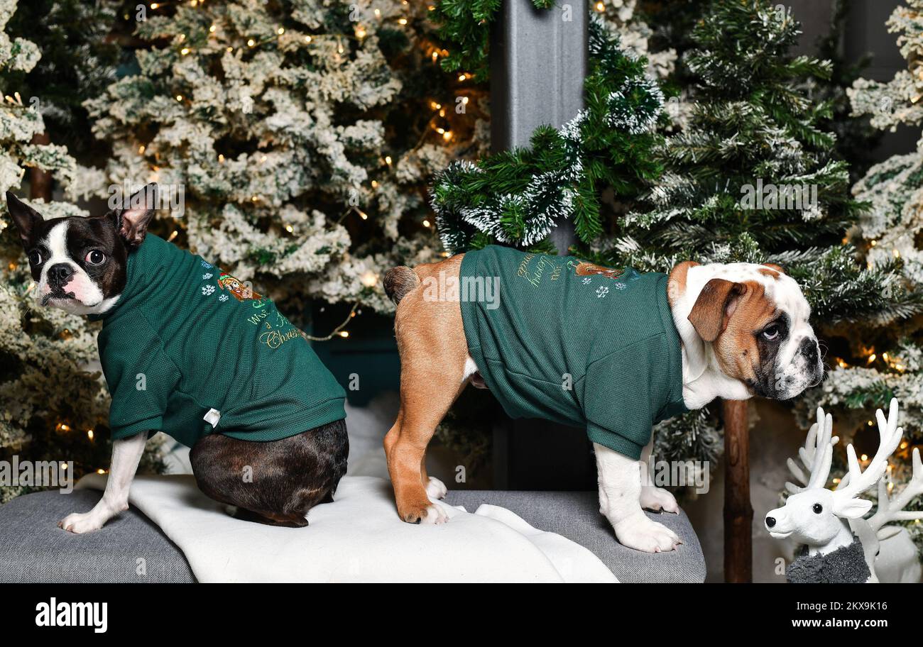 29.11.2018., Zagreb, Croatia - Dogs in a holiday surrounding. Photo ...