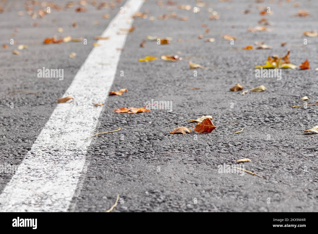 Autumn dry leaves on asphalt road with white divider line close-up. Dry ...