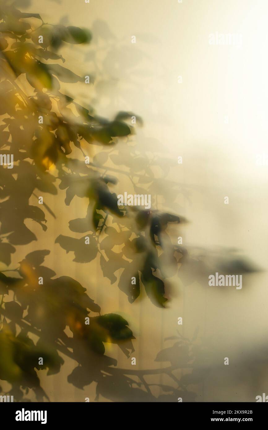 Tree branches and leaves seen thru smoky glass window, Soft focus close ...