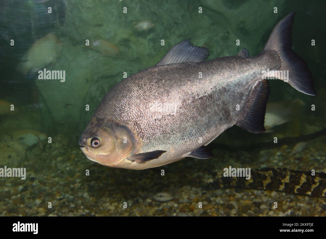 10.12.2018., Pula - Aquarium Pula is a unique way the richness of the ...