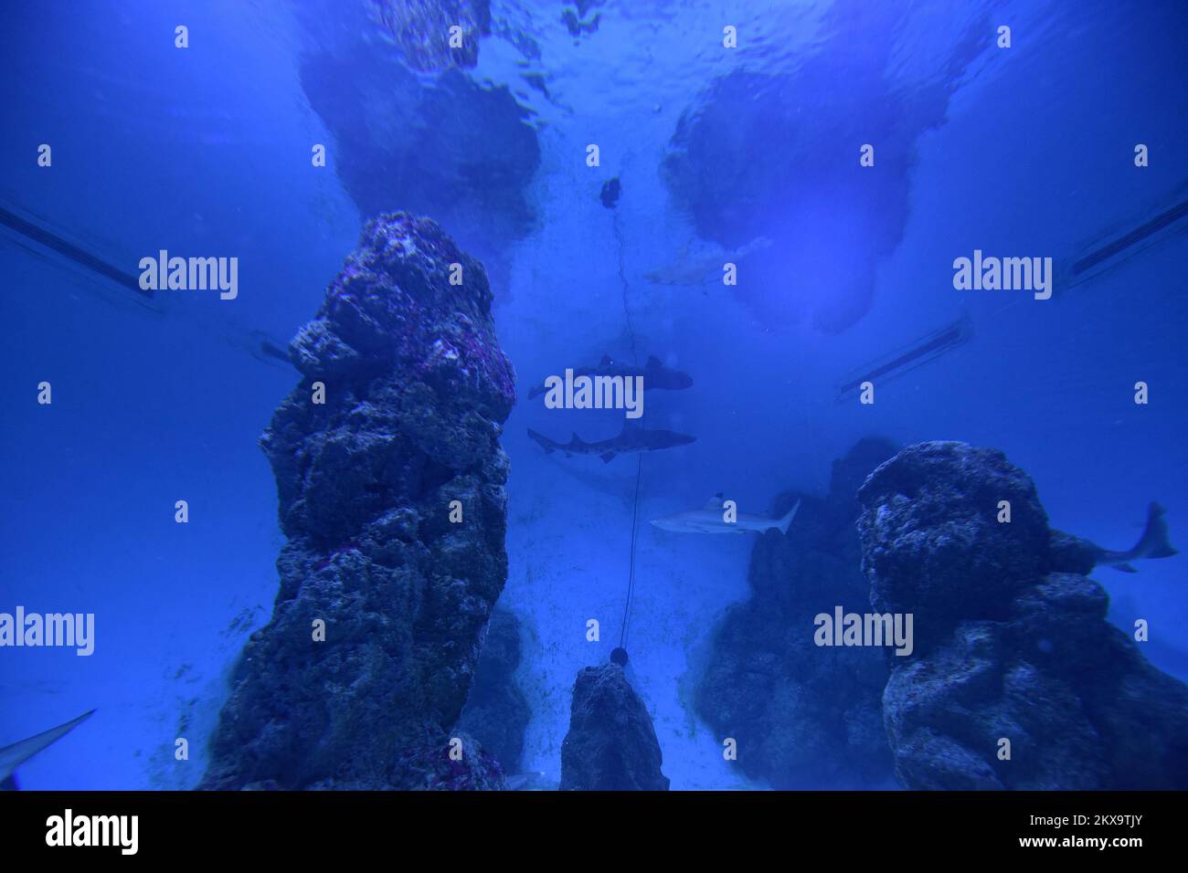 10.12.2018., Pula - Aquarium Pula is a unique way the richness of the ...