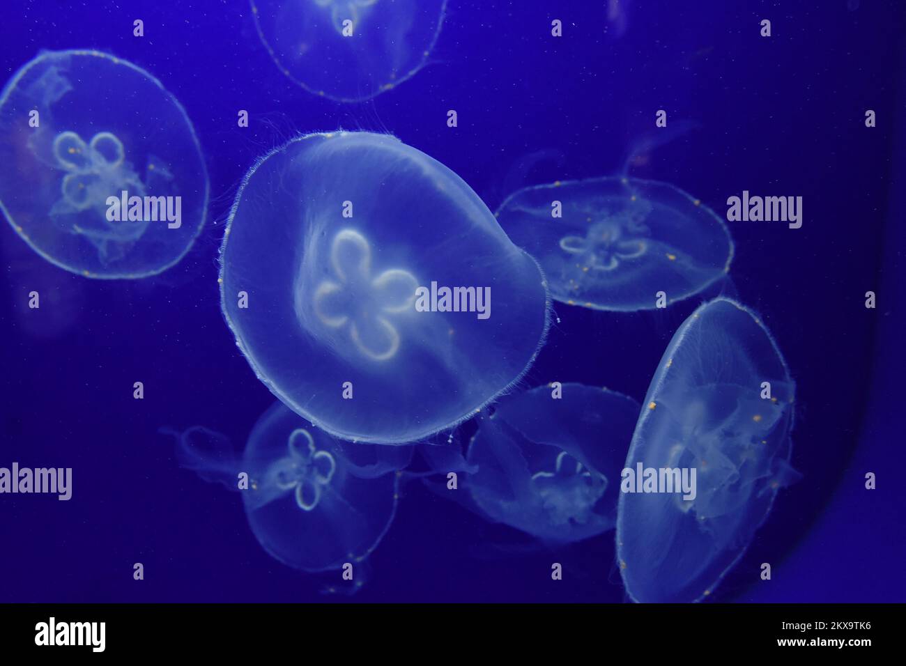 10.12.2018., Pula - Aquarium Pula is a unique way the richness of the ...