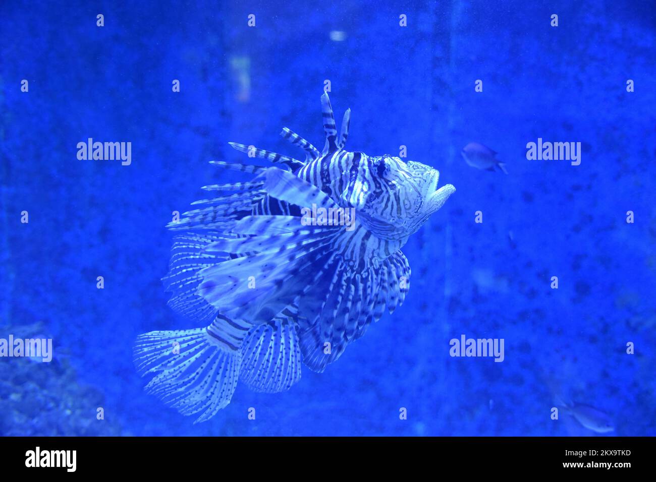 10.12.2018., Pula - Aquarium Pula is a unique way the richness of the ...