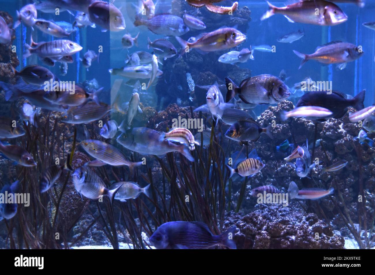 10.12.2018., Pula - Aquarium Pula is a unique way the richness of the ...