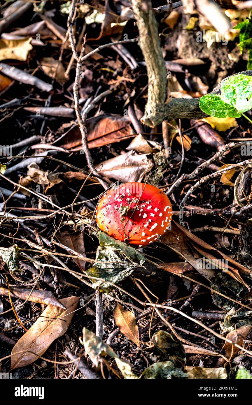 Pilz fliegenpilz wald amanita muscaria hi-res stock photography and images - Alamy