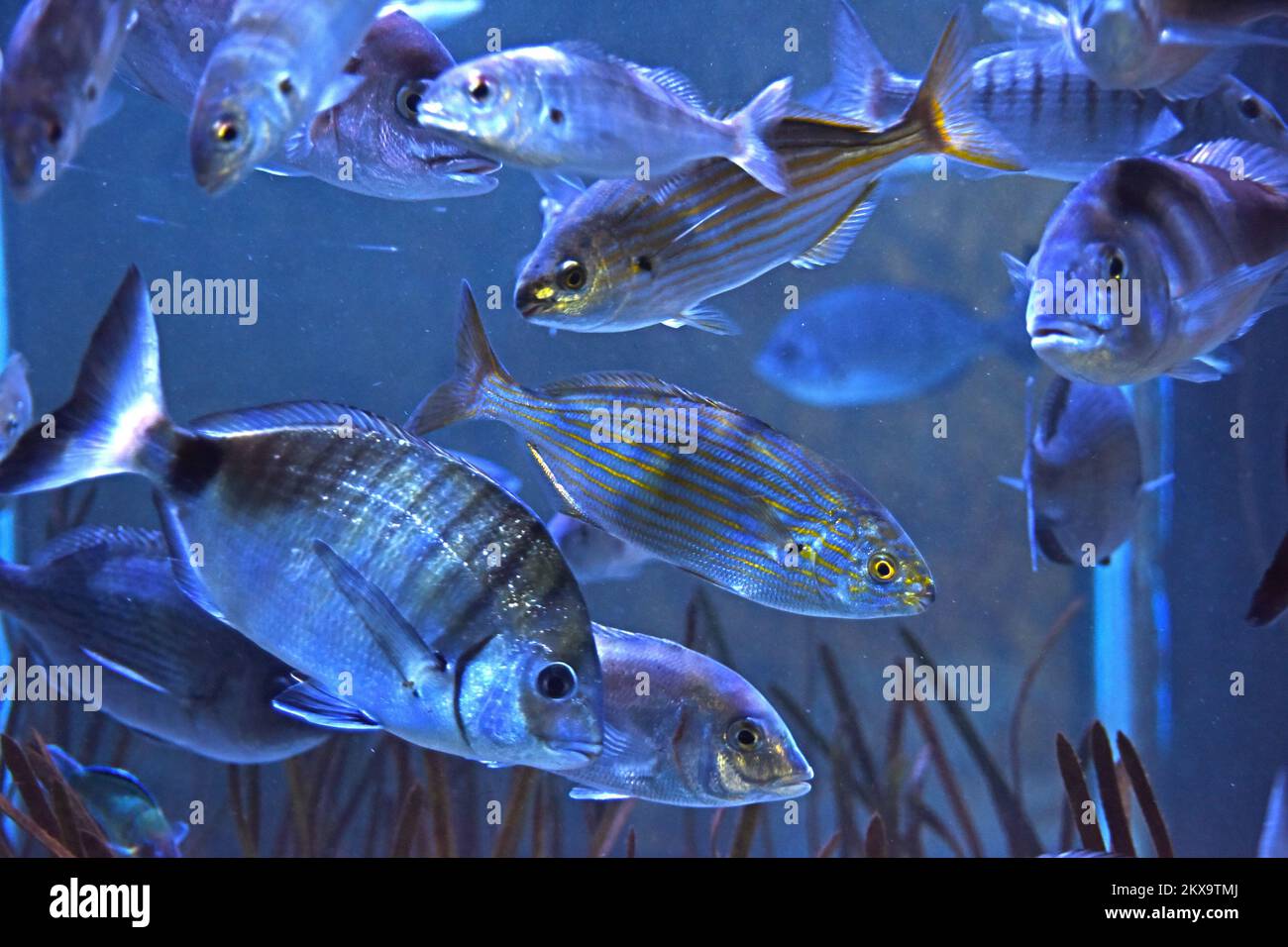 10.12.2018., Pula - Aquarium Pula is a unique way the richness of the ...