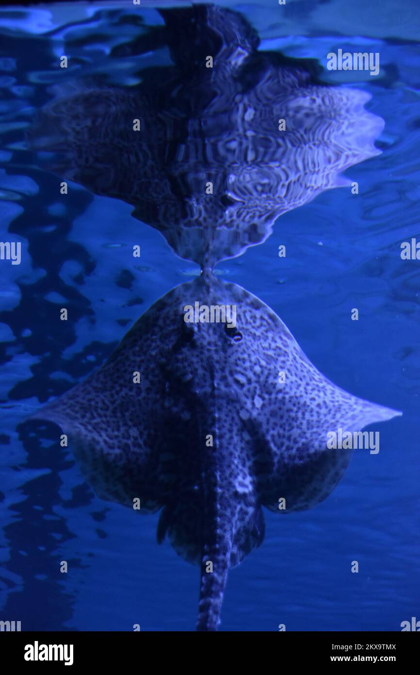 10.12.2018., Pula - Aquarium Pula is a unique way the richness of the ...