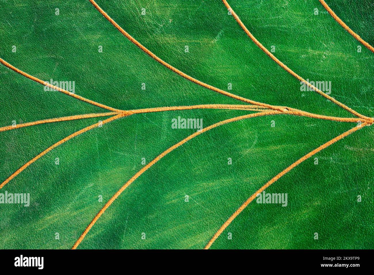 Leather like skin hi-res stock photography and images - Alamy