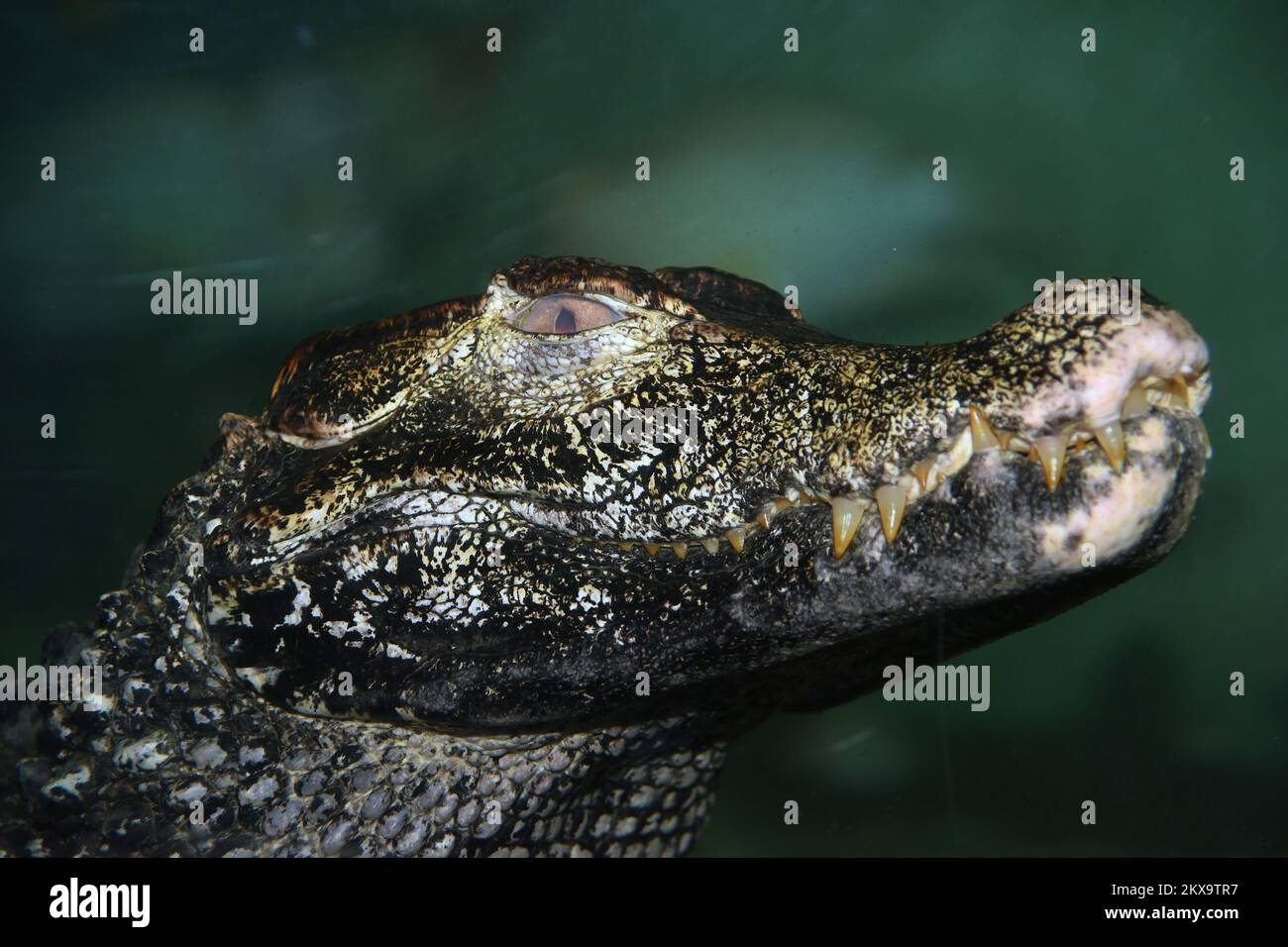 10.12.2018., Pula - Aquarium Pula is a unique way the richness of the ...