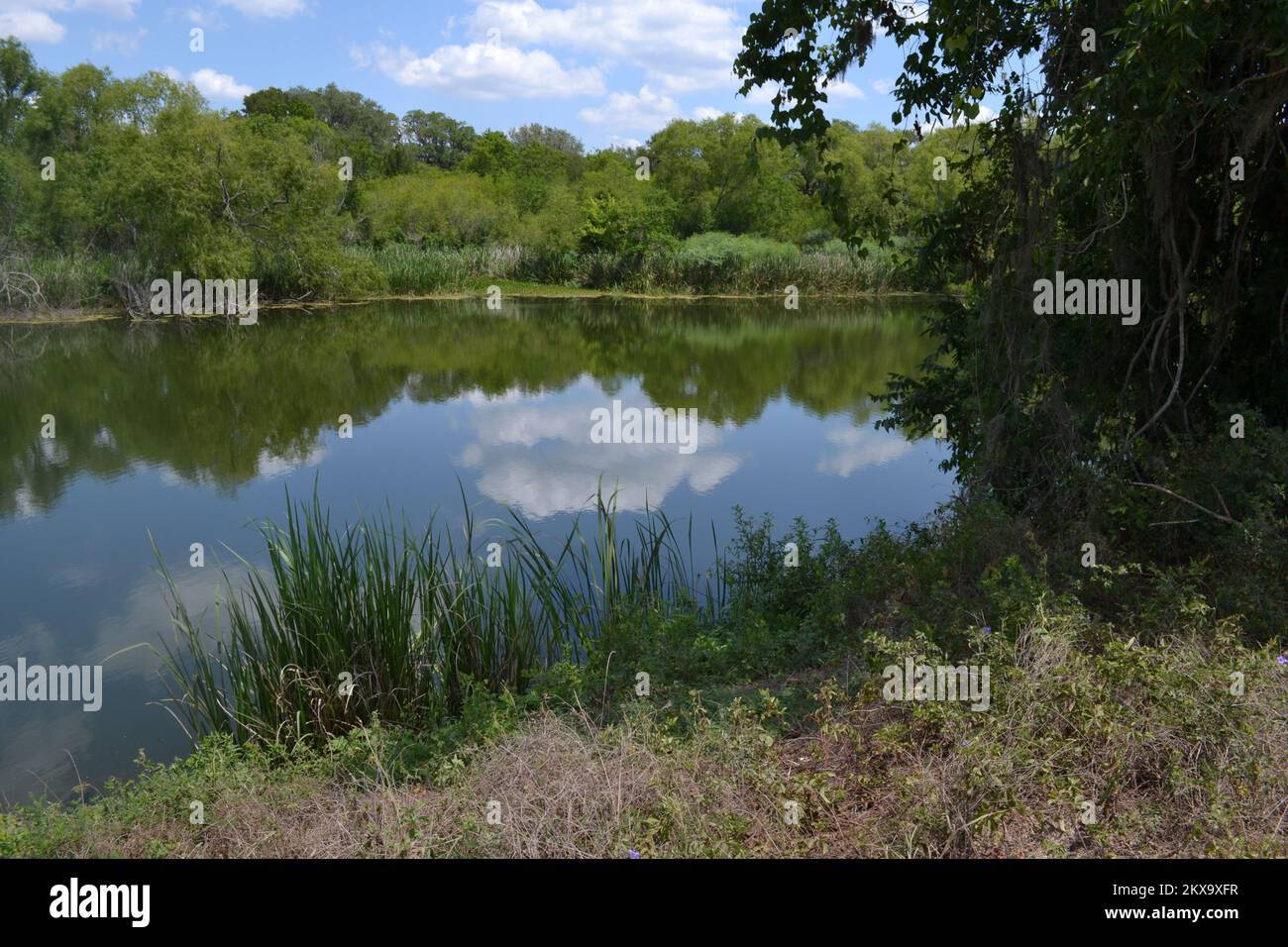Brazos Bend State Park, Houston, Texas Stock Photo - Alamy