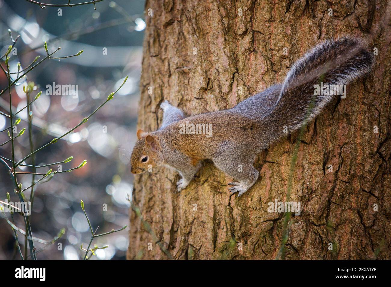 21.03.2018., United Kingdom, Birmingham - Birmingham Wildlife ...
