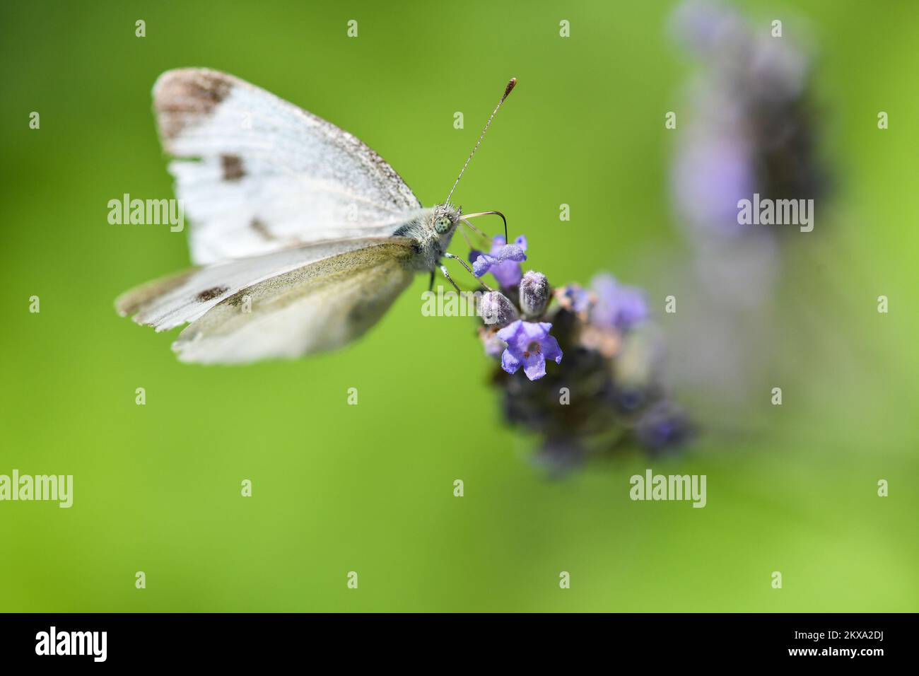 08.07.2018., Croatia, Zagreb - Insects on the flourishing flower of ...