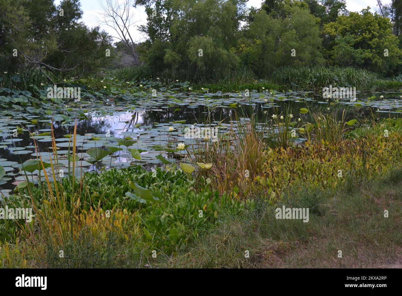 Brazos Bend State Park, Houston, Texas Stock Photo - Alamy