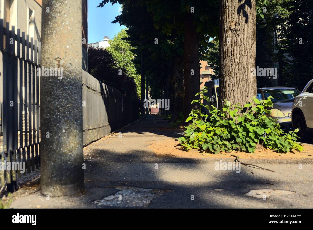 Pavement bordered by trees next to fences in a residential area Stock ...